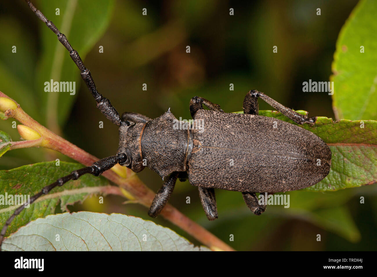 Weaver beetle (Lamia textor, Pachystola textor), sitting on a willow ...