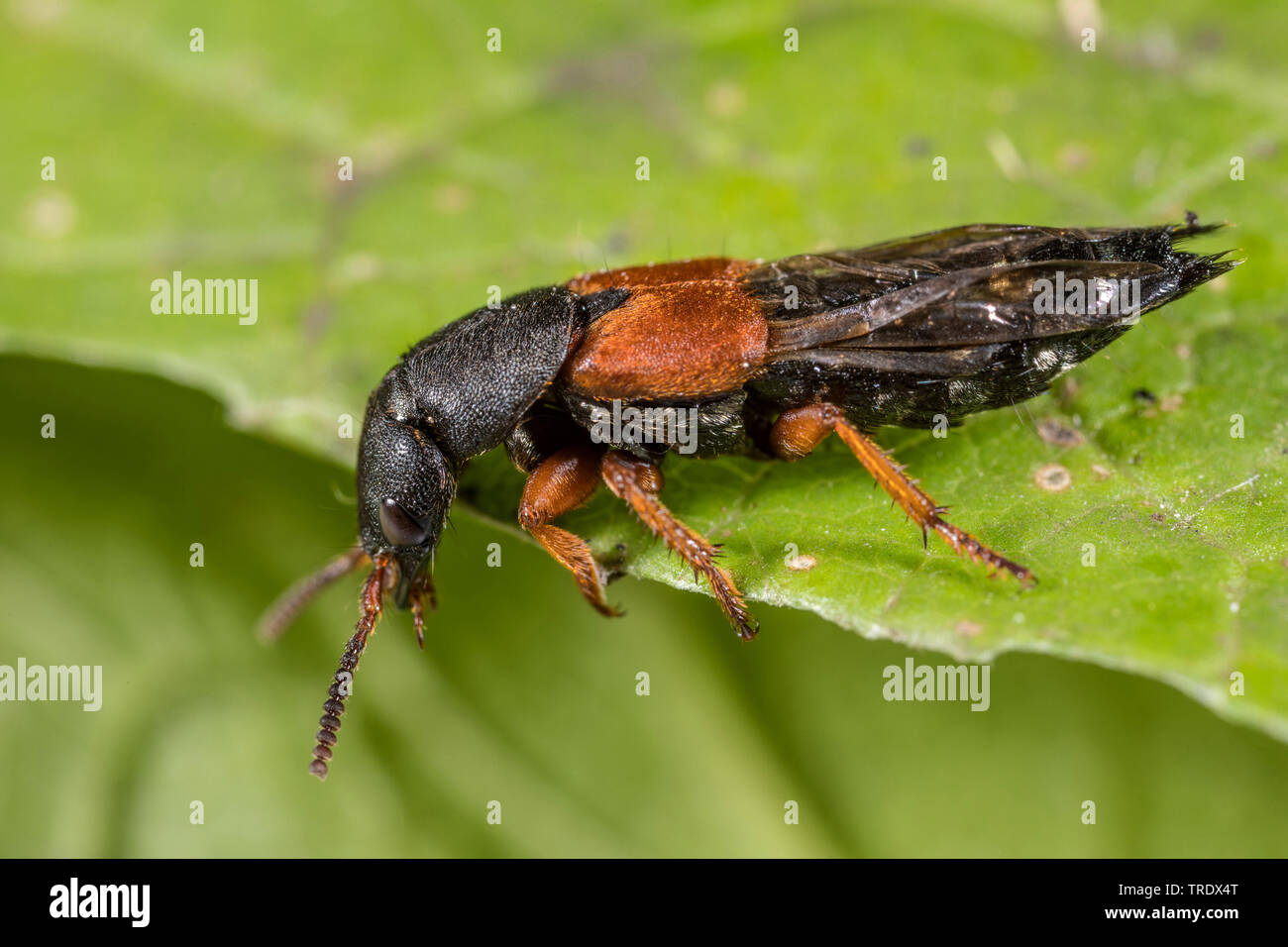 Staphylinus 1 hi-res stock photography and images - Alamy