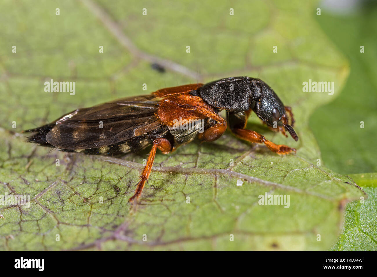 rove beetle (Platydracus stercorarius, Staphylinus crebrepunctatus ...