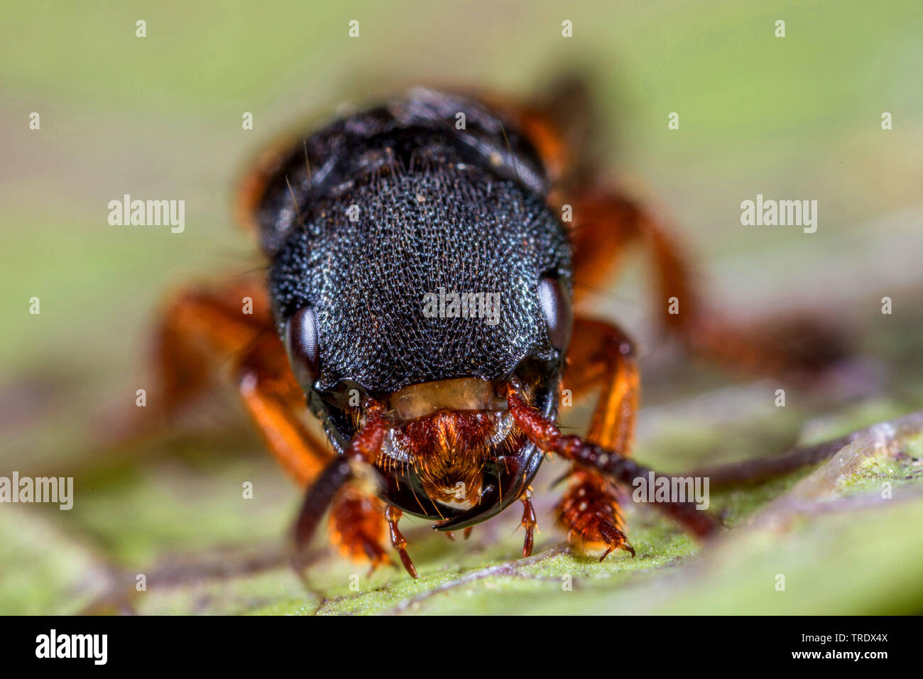 Staphylinidae beetles hi-res stock photography and images - Alamy