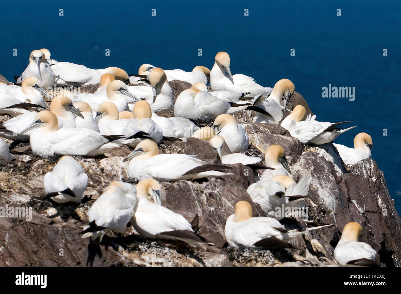 Gannet breeding colonies hi-res stock photography and images - Alamy