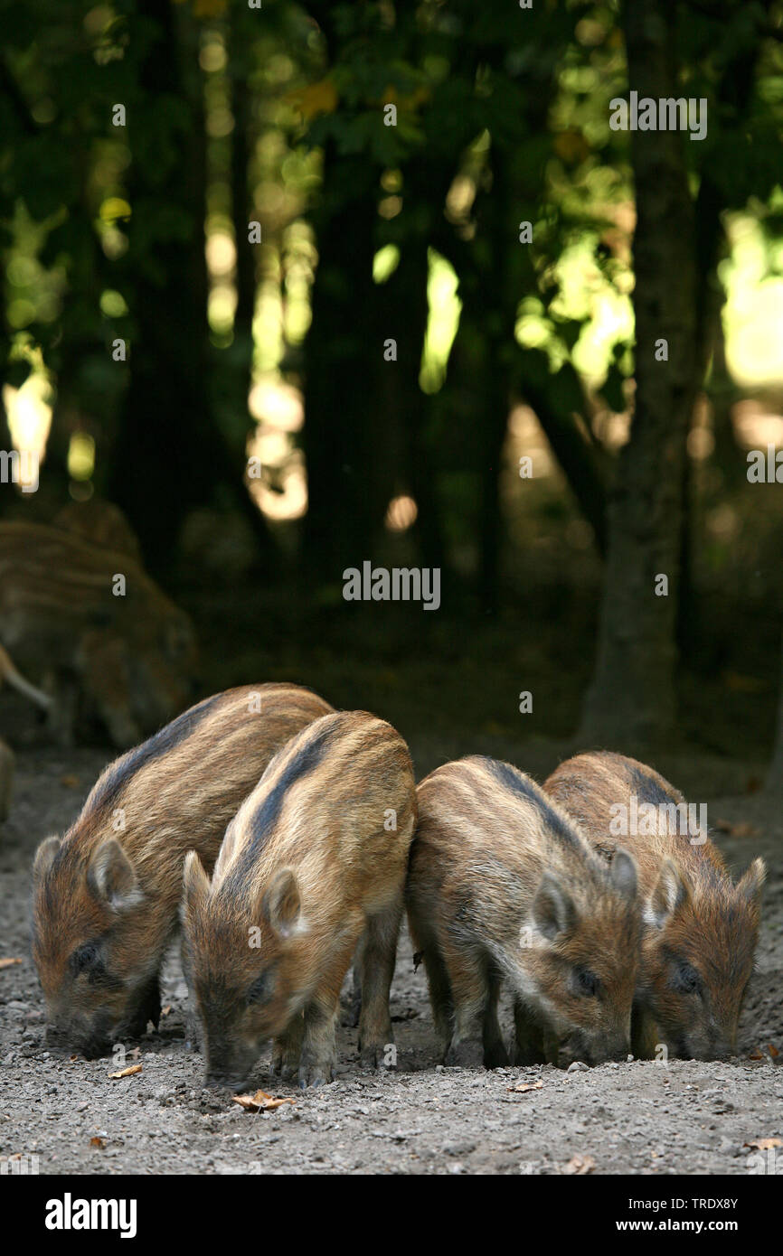 Four wild boars hi-res stock photography and images - Alamy