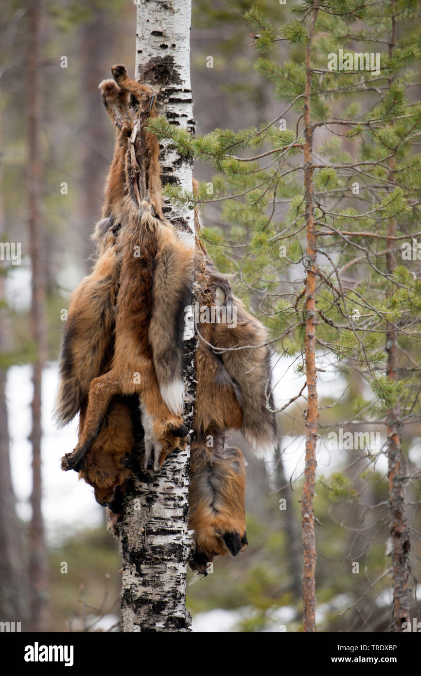 Corpse tree hi-res stock photography and images - Alamy