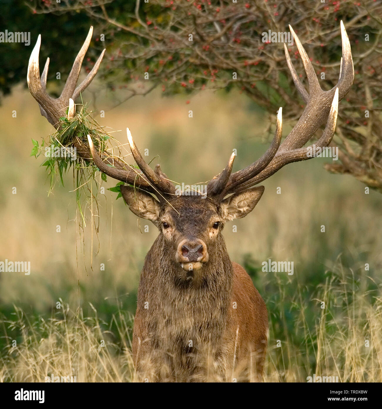 Portrait de cerf rouge hi-res stock photography and images - Alamy