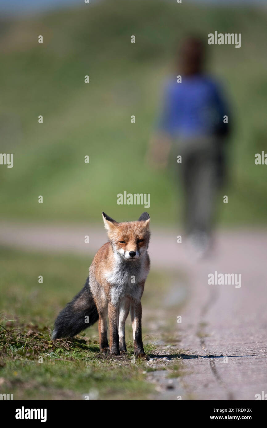 red fox (Vulpes vulpes), on a hiking trail in the dunes, female ...