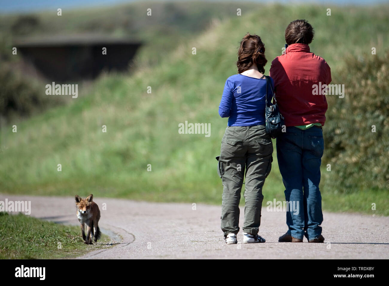 red fox (Vulpes vulpes), walking along a path past two walkers ...