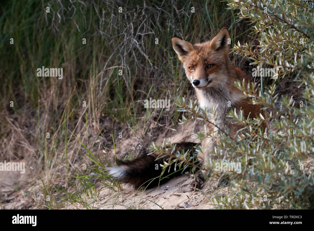 red fox (Vulpes vulpes), sitting in the dunes, Netherlands, Northern Netherlands Stock Photo - Alamy