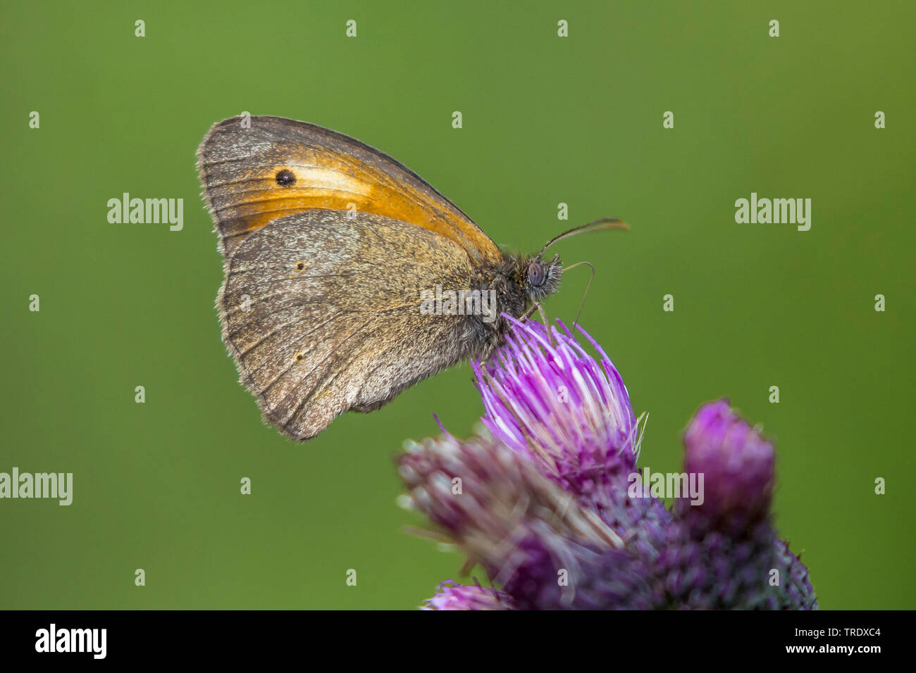 Partially albino hi-res stock photography and images - Alamy