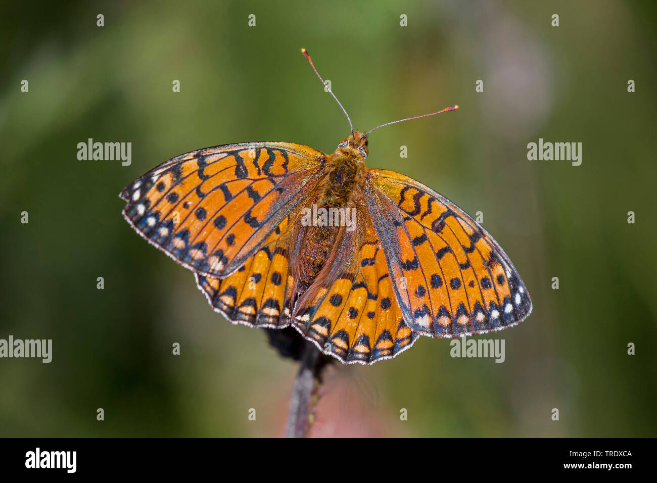 dark green fritillary (Argynnis aglaja, Speyeria aglaja, Mesoacidalia ...