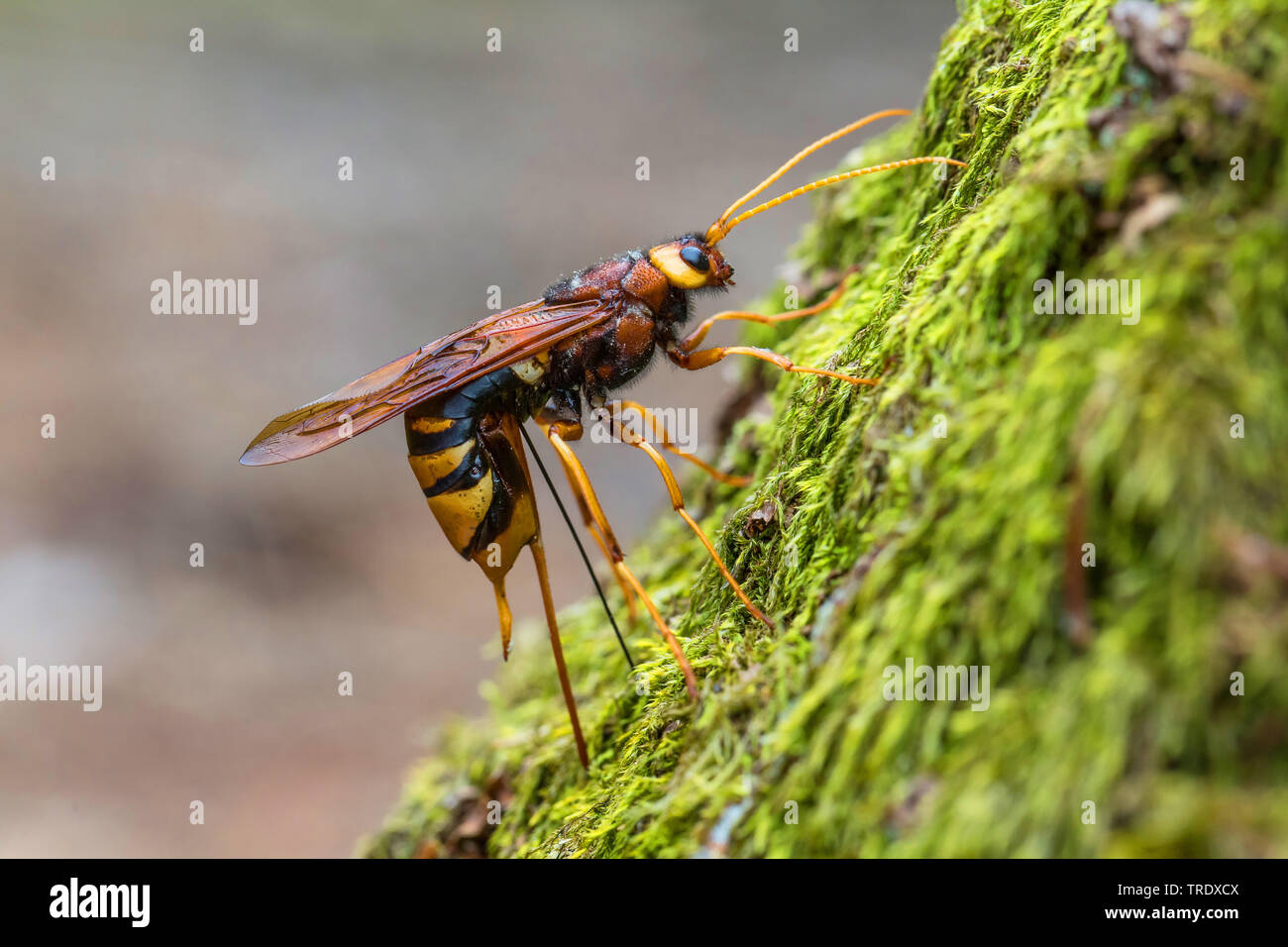 giant wood wasp, giant horntail, greater horntail (Urocerus gigas ...