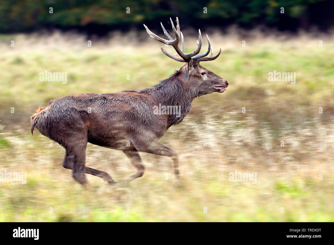 Mal rojo hi-res stock photography and images - Alamy