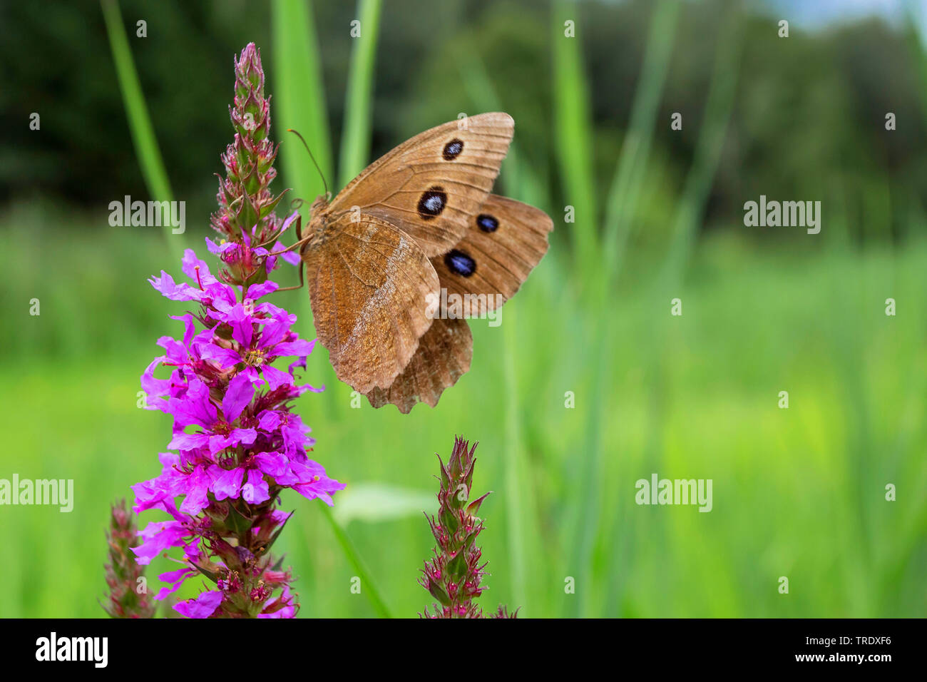 dryad (Minois dryas, Satyrus dryas), female landing on flowers of ...