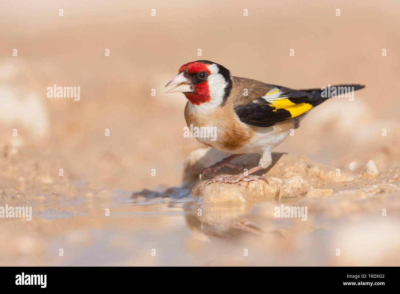 Carduelis carduelis balcanica hi-res stock photography and images - Alamy