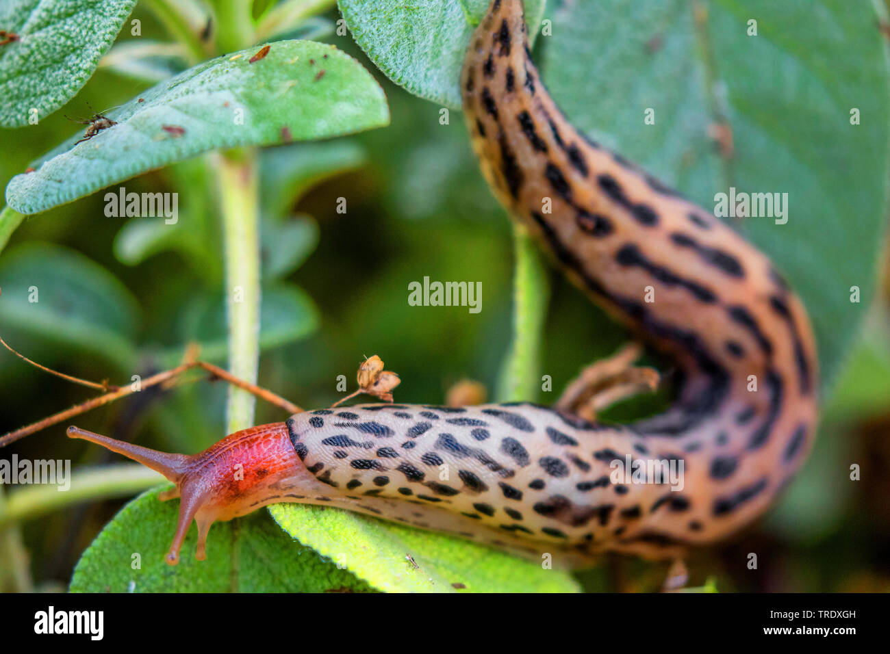 European giant gardenslug hi-res stock photography and images - Alamy
