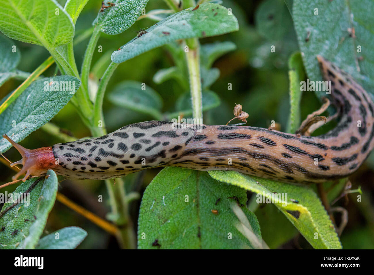 Giant gardenslug, European giant gardenslug, Great grey slug, Spotted ...