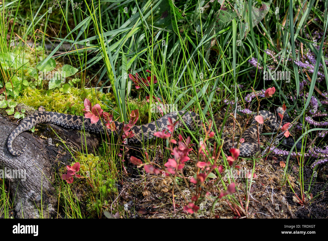 Adder, common viper, common European viper, common viper (Vipera berus ...