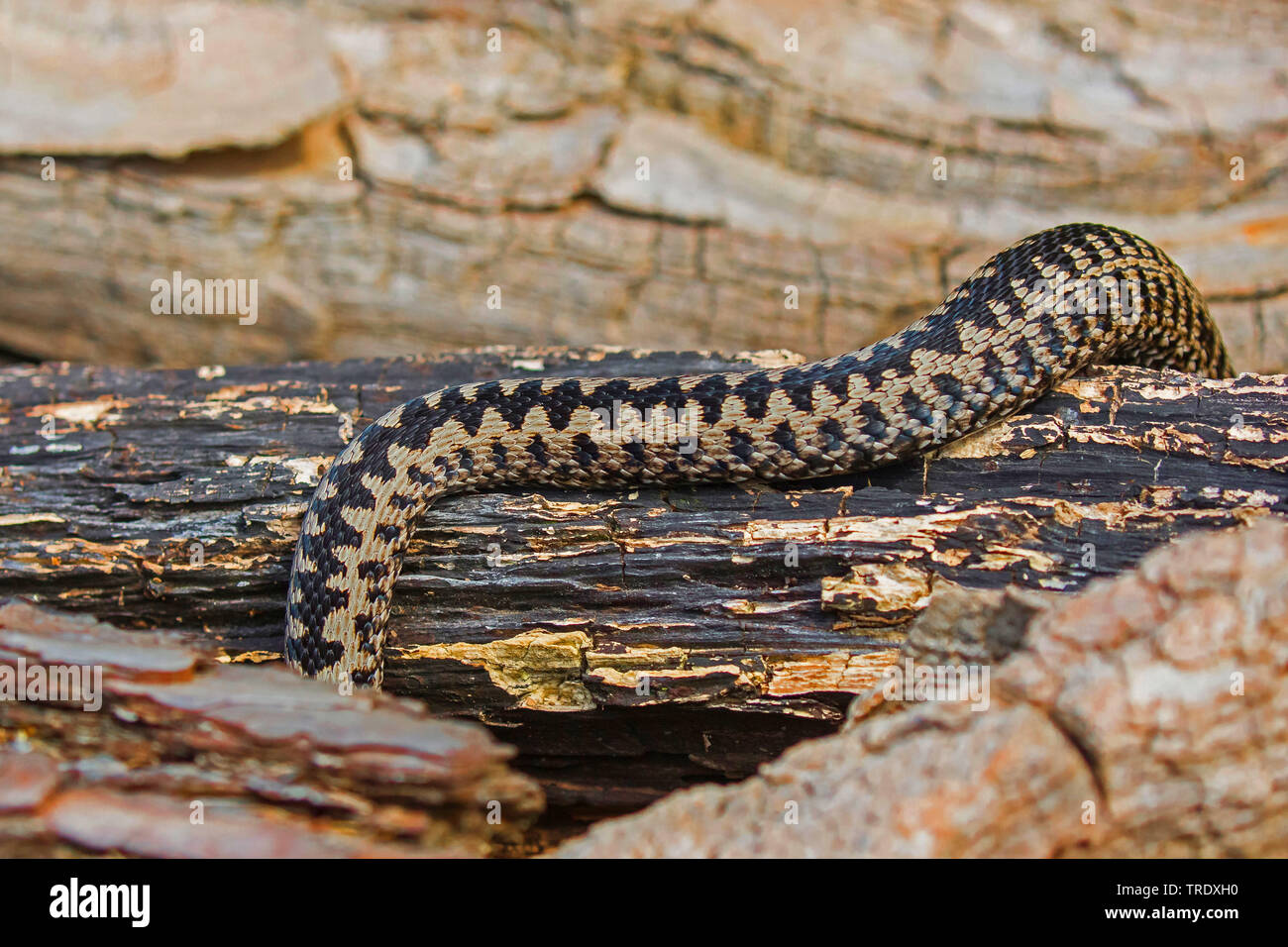 Adder, common viper, common European viper, common viper (Vipera berus ...