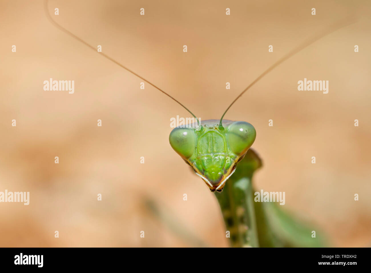 European preying mantis (Mantis religiosa), portrait, Cyprus Stock ...