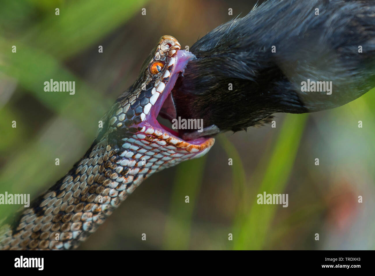 Snake eating a mouse hi-res stock photography and images - Alamy