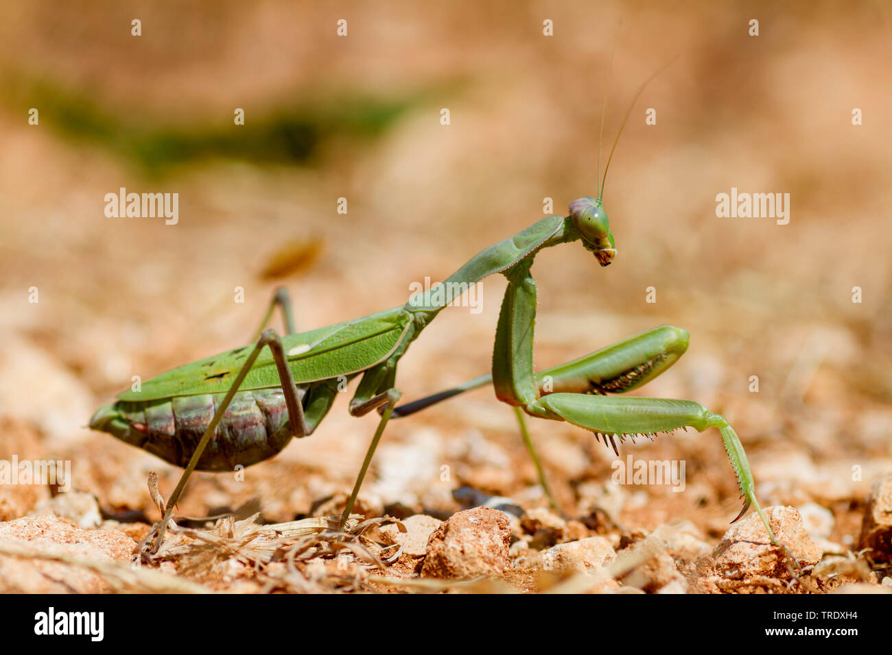 Ground Mantis High Resolution Stock Photography and Images - Alamy