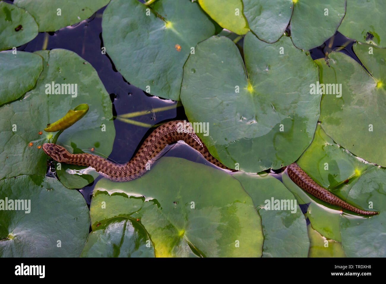 Swimming adders hi-res stock photography and images - Alamy
