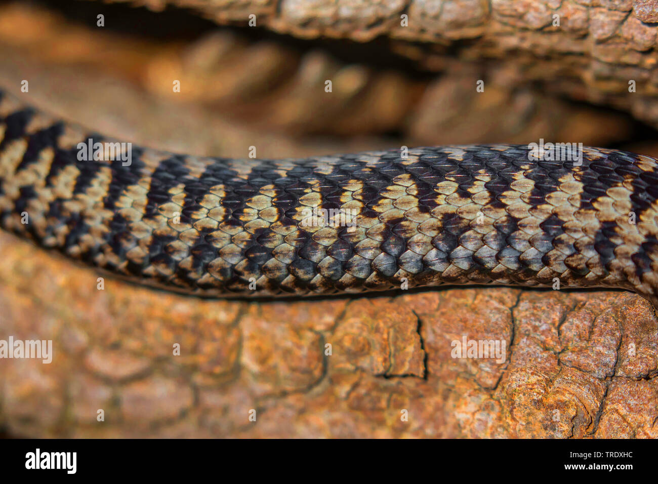 Adder, common viper, common European viper, common viper (Vipera berus ...