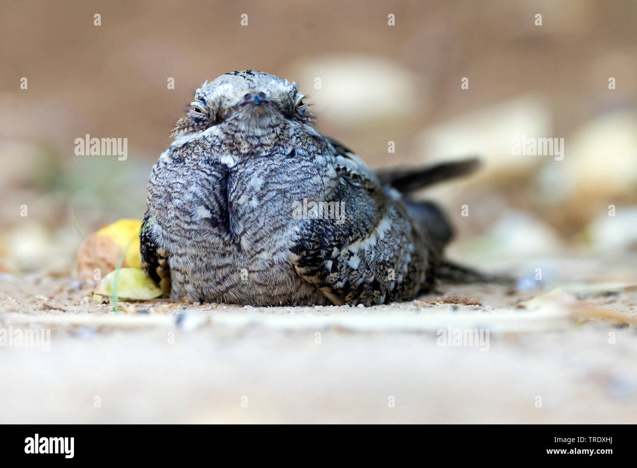 European nightjar (Caprimulgus europaeus), sitting on a ground, Oman ...