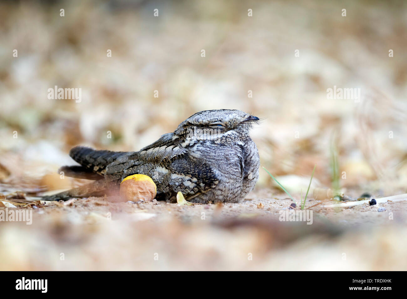 European nightjars hi-res stock photography and images - Alamy