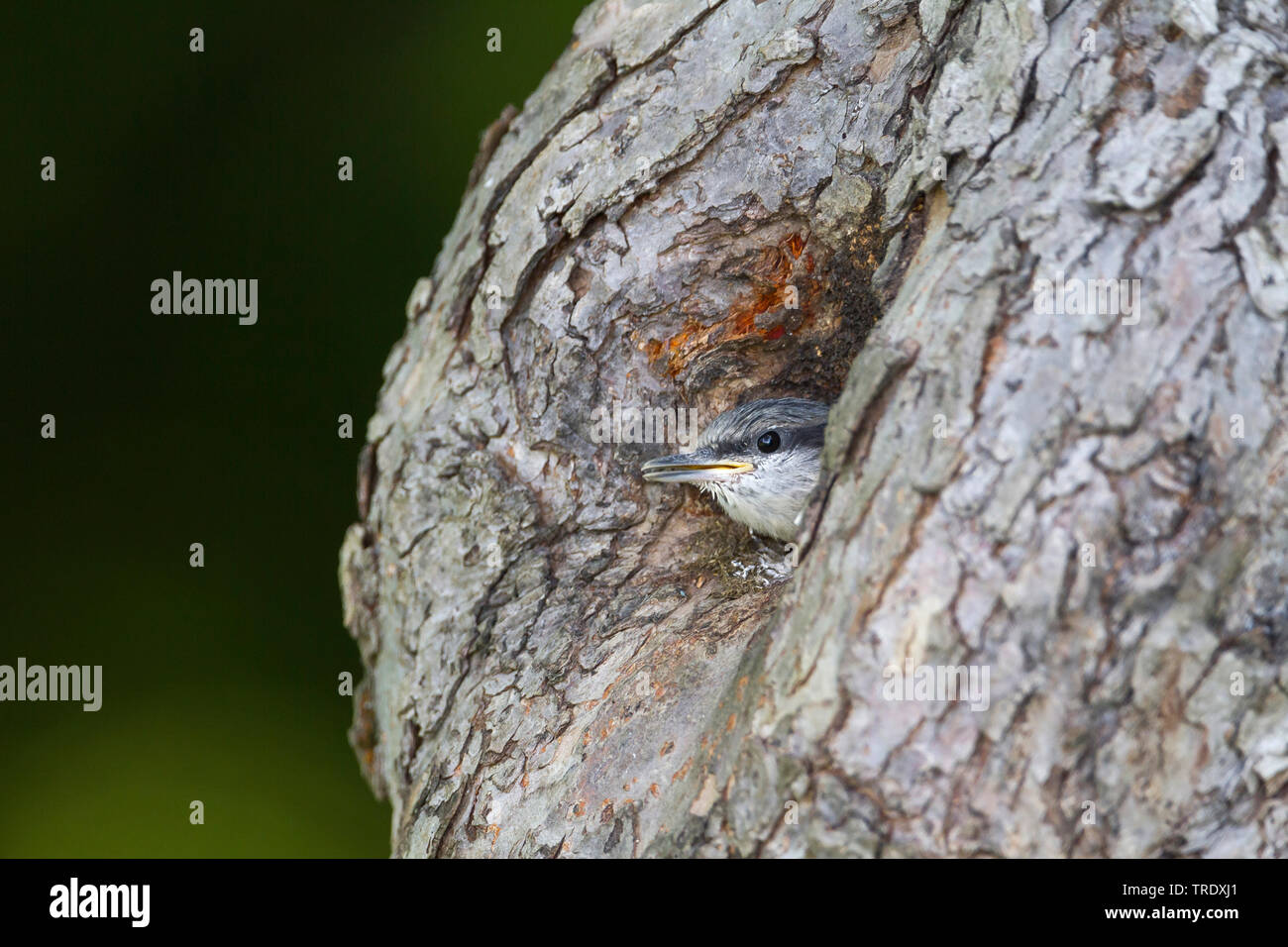 Eurasian nuthatch (Sitta europaea caesia, Sitta caesia), juvenile ...