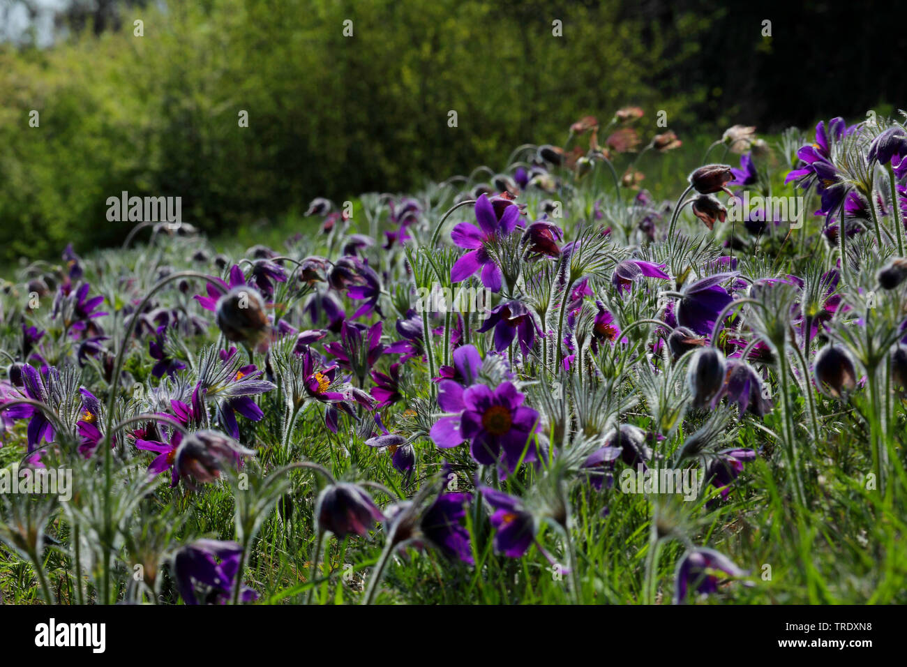 pasque flower (Pulsatilla vulgaris), blooming in a meadow, Germany ...