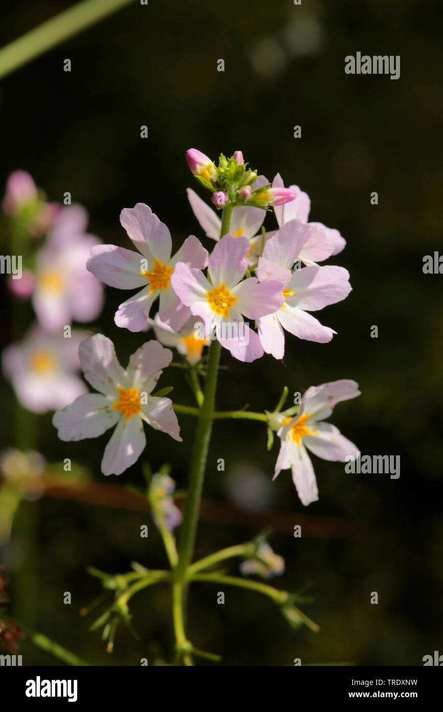 water-violet, water violet (Hottonia palustris), inflorescence, Germany ...