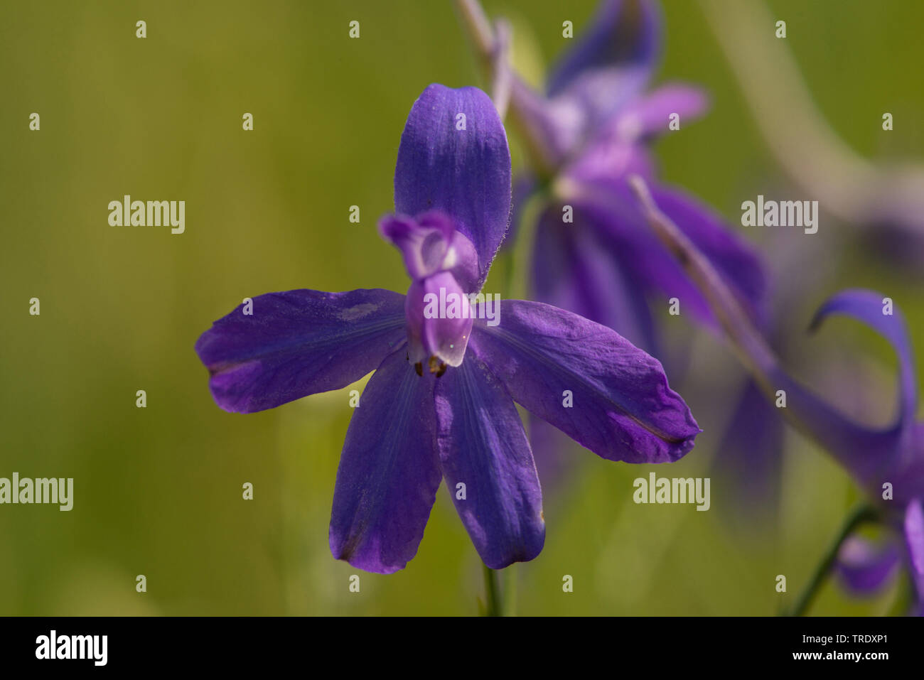 With field larkspur hi-res stock photography and images - Alamy