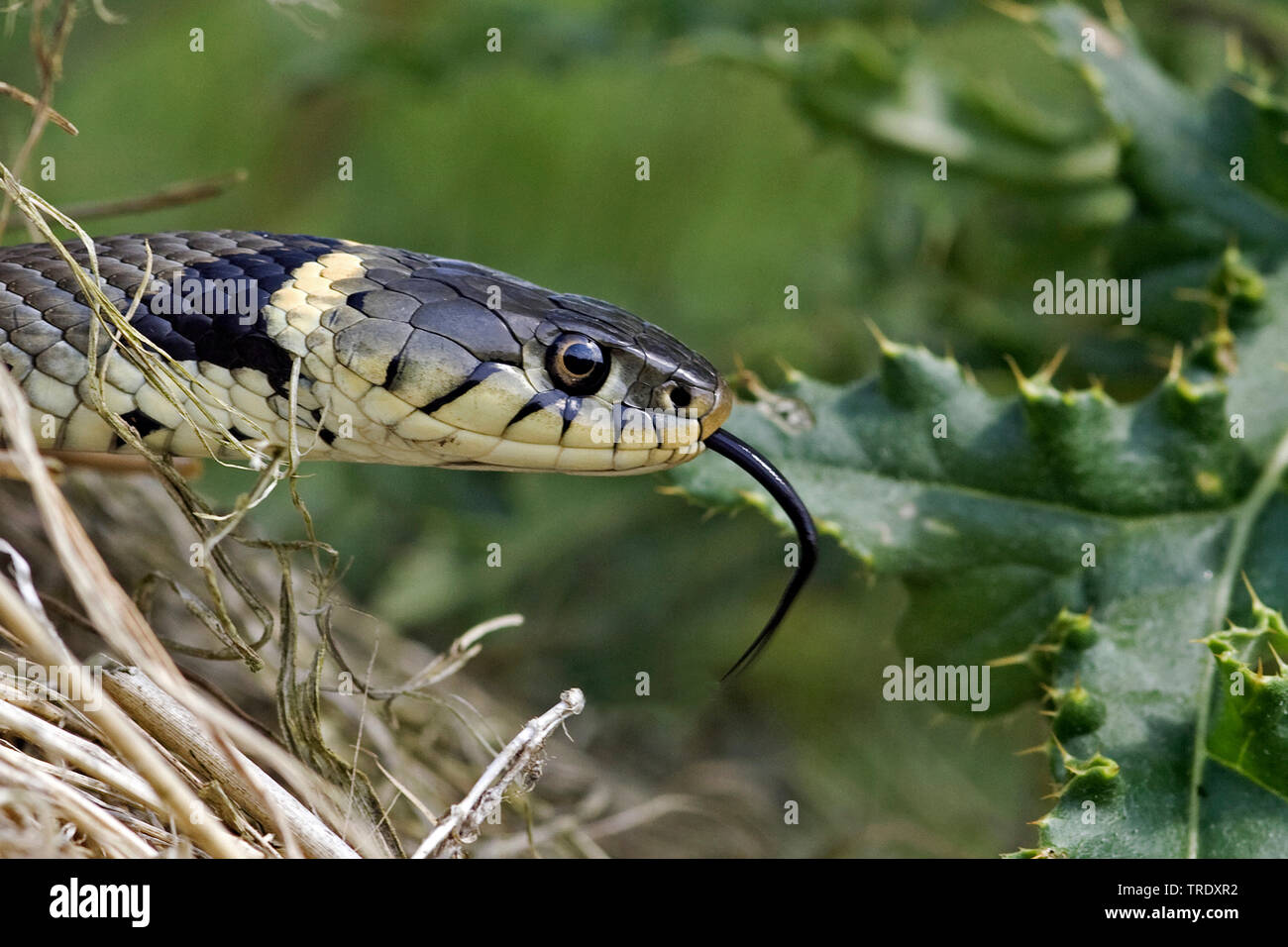 grass snake (Natrix natrix), flicking tongue, Netherlands Stock Photo ...