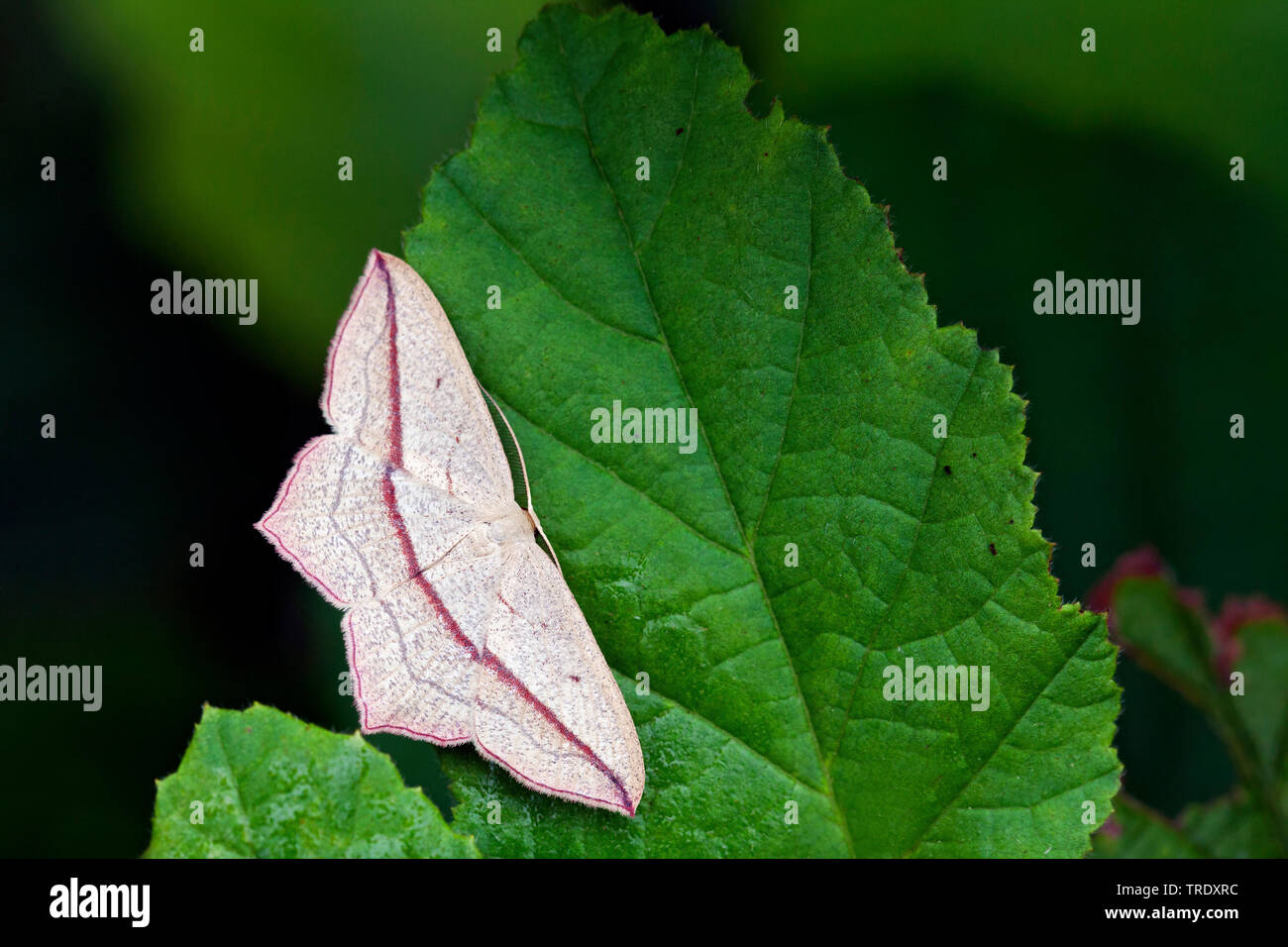 Blood vein moth hi-res stock photography and images - Alamy