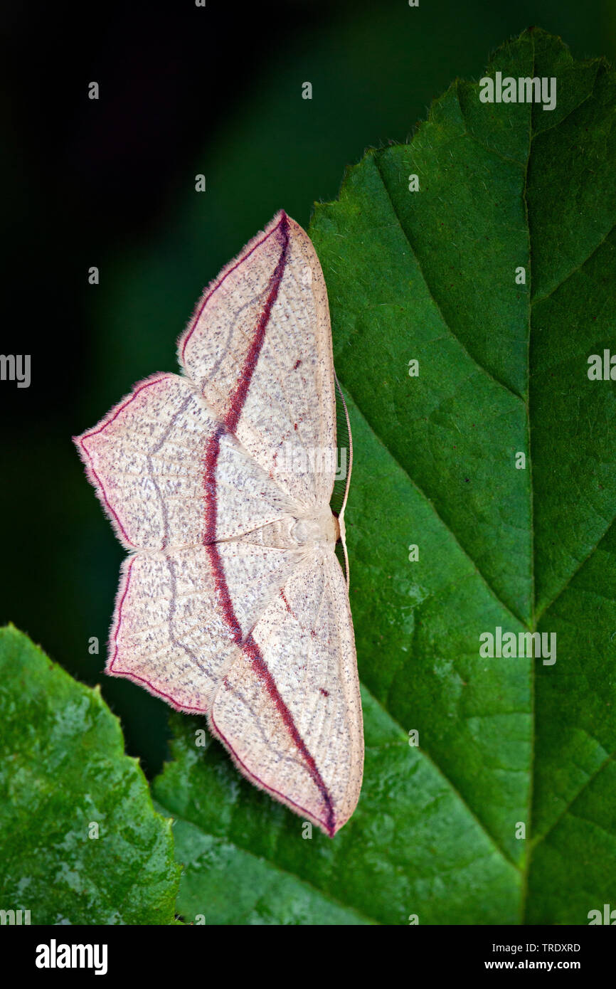 Blood-vein, blood vein (Timandra comae, Calothysanis amata), sitting on ...