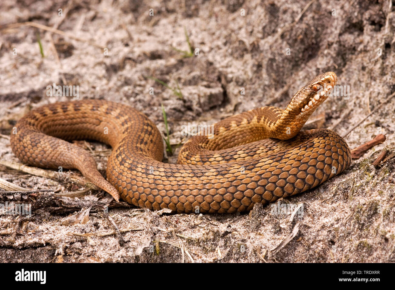 Adder, common viper, common European viper, common viper (Vipera berus ...