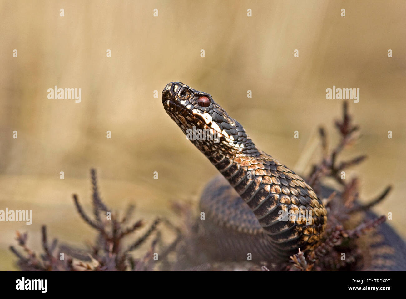 Adder, common viper, common European viper, common viper (Vipera berus ...