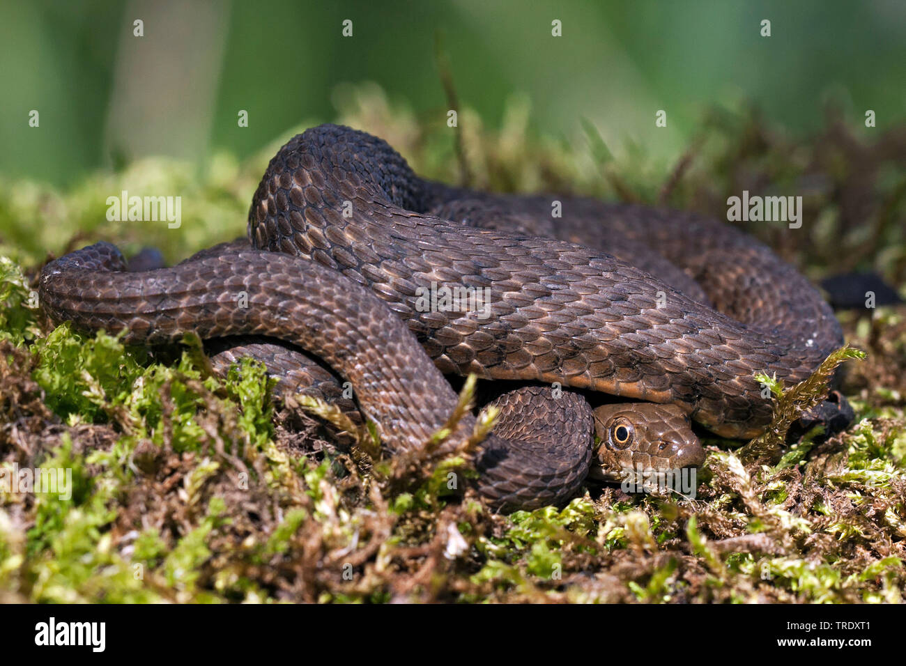 Rolled dice hi-res stock photography and images - Alamy