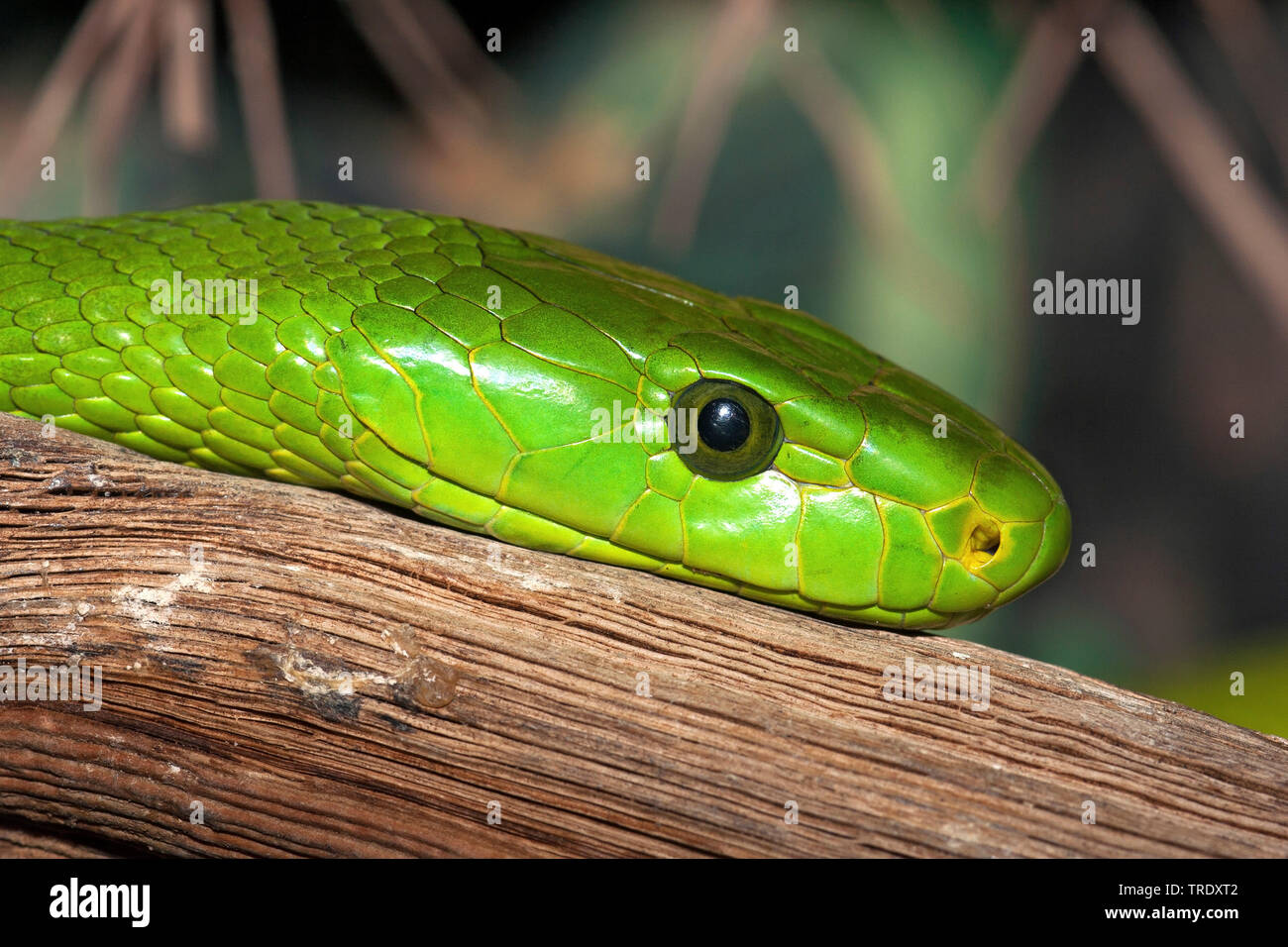 eastern green mamba, common mamba (Dendroaspis angusticeps), portrait ...