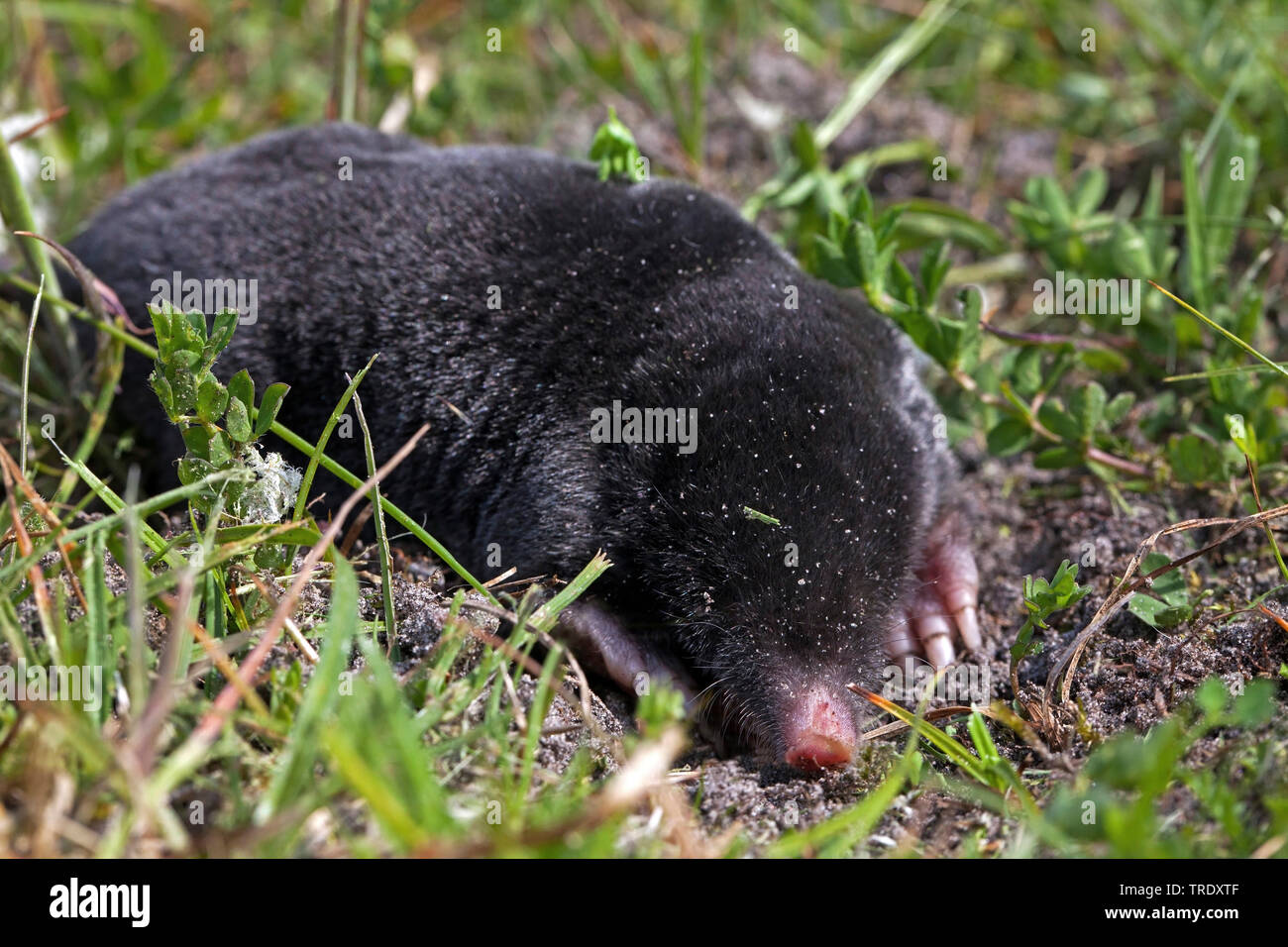 Mole dead hi-res stock photography and images - Alamy
