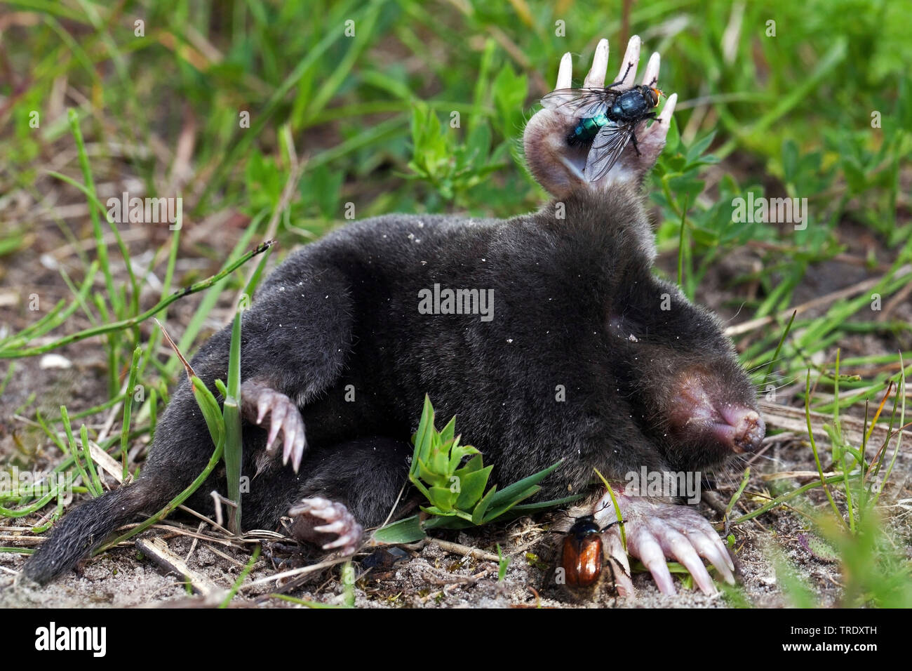 European mole, Common mole, Northern mole (Talpa europaea), dead mole ...