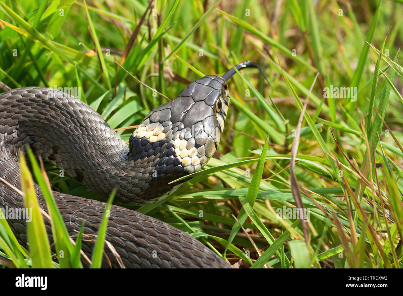 grass snake (Natrix natrix), in the grass, Netherlands Stock Photo - Alamy