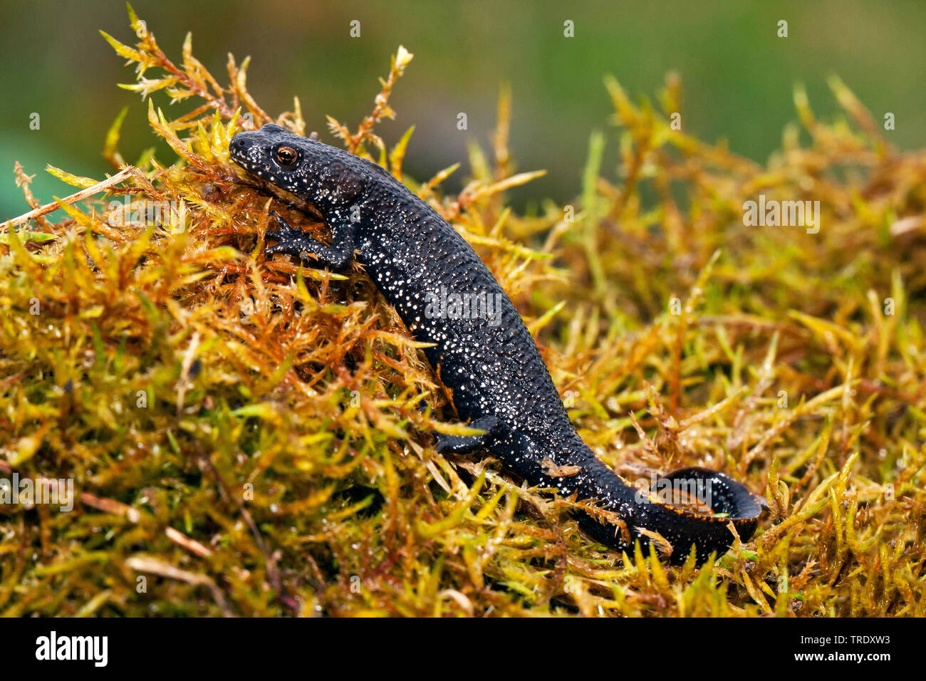 Landphase hi-res stock photography and images - Alamy