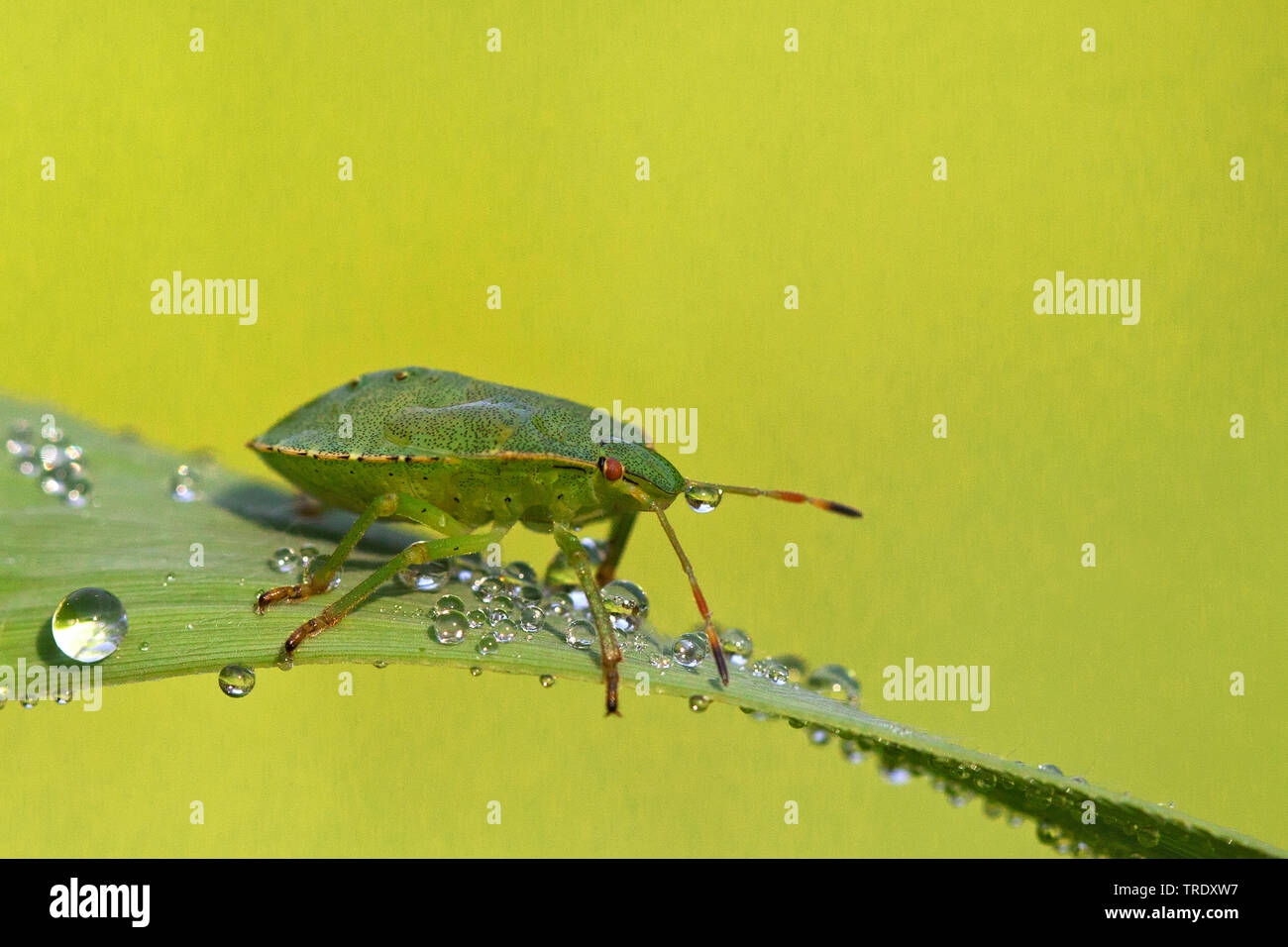 Green shield bug, Common green shield bug (Palomena prasina), sitting ...