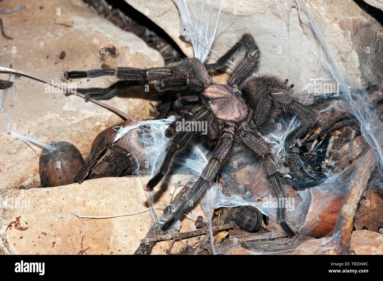 Israeli wildlife hi-res stock photography and images - Alamy