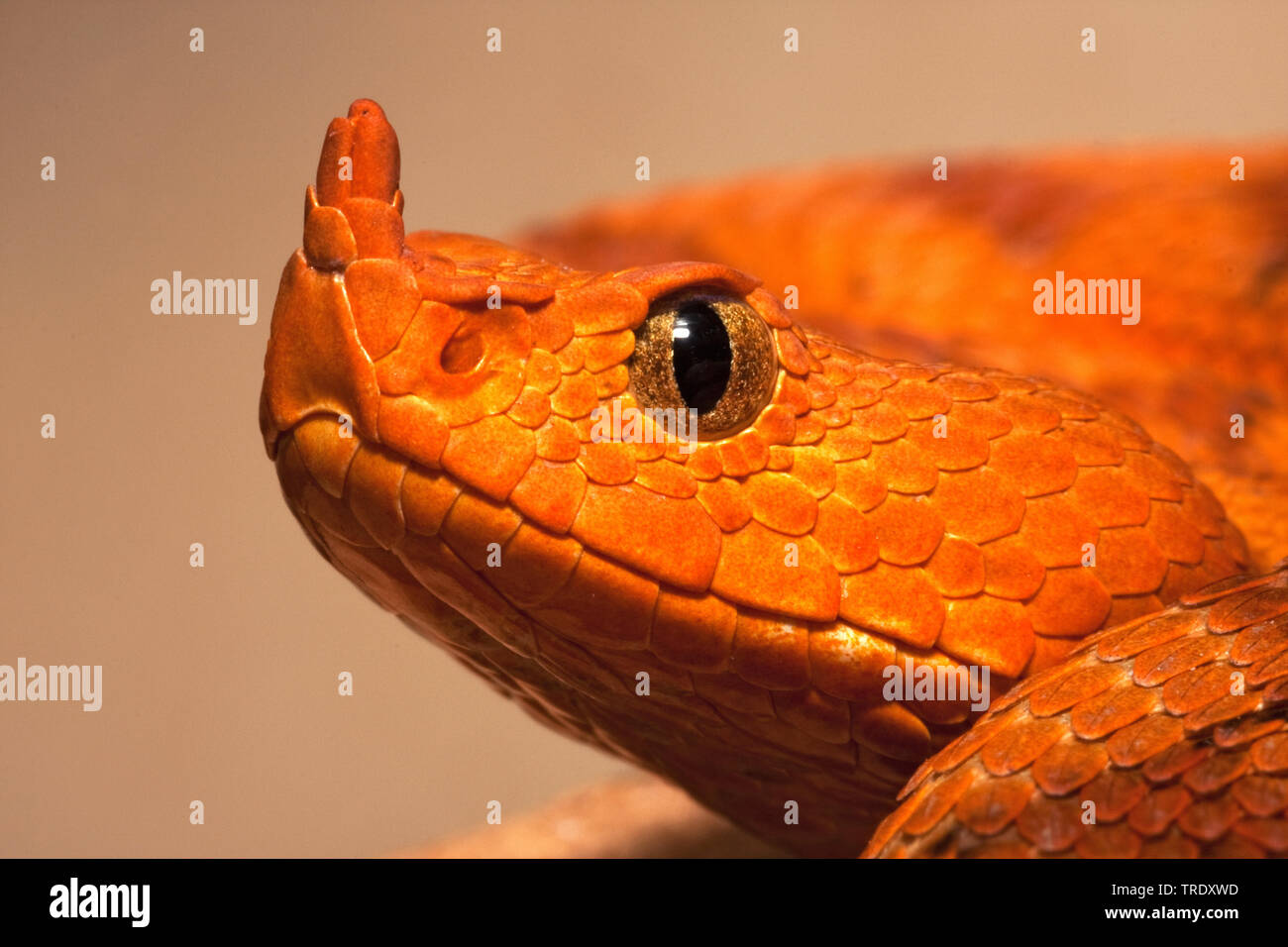 Nose-horned viper, Horned viper, Long-nosed viper (Vipera ammodytes ...
