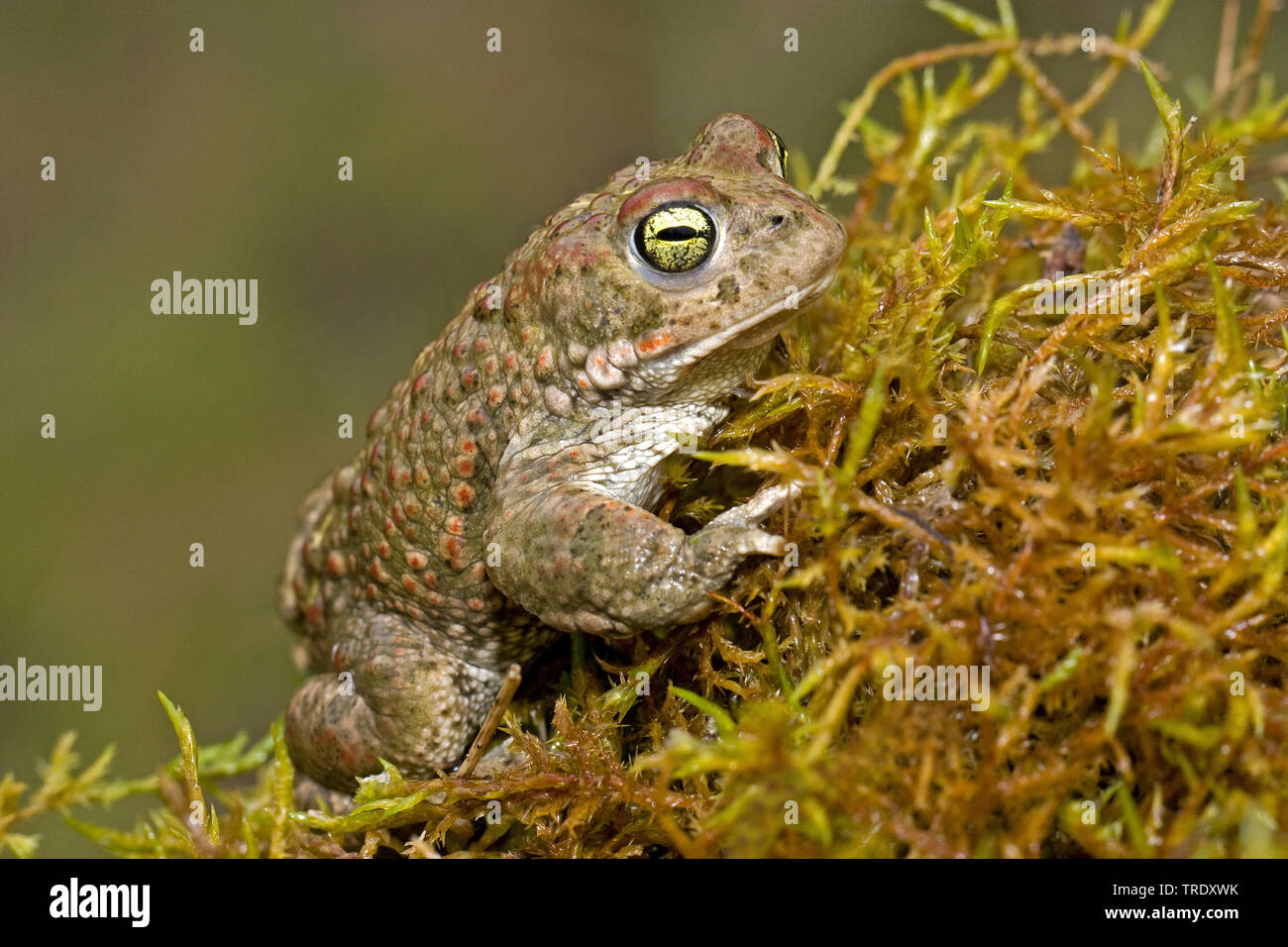 Netterjacks hi-res stock photography and images - Alamy