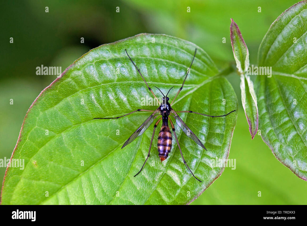 Phantom Cranefly (Ptychoptera contaminata), sitting on a leaf ...