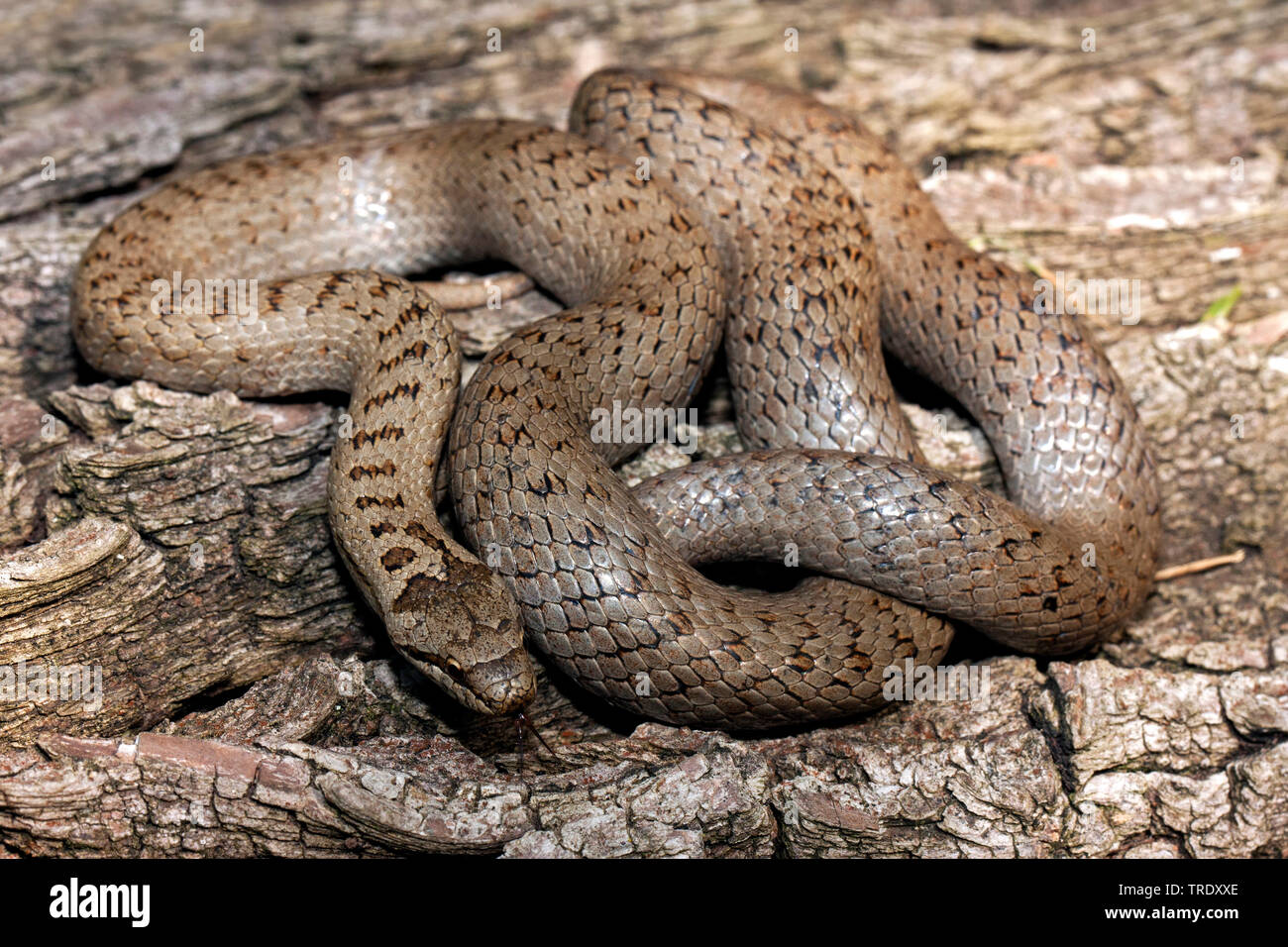 smooth snake (Coronella austriaca), rolled up, Austria Stock Photo - Alamy
