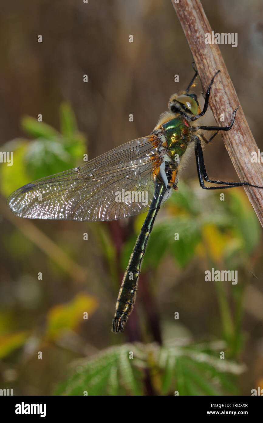 downy emerald (Cordulia aenea), female, Germany Stock Photo - Alamy